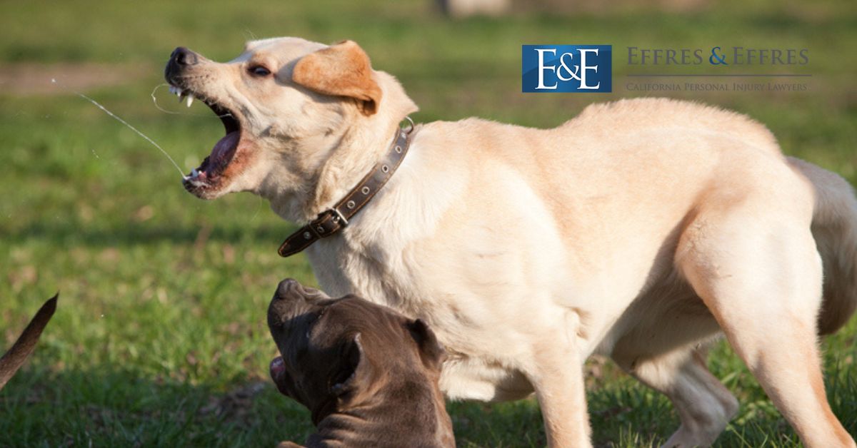 Who Is Responsible for Dog Attacks?